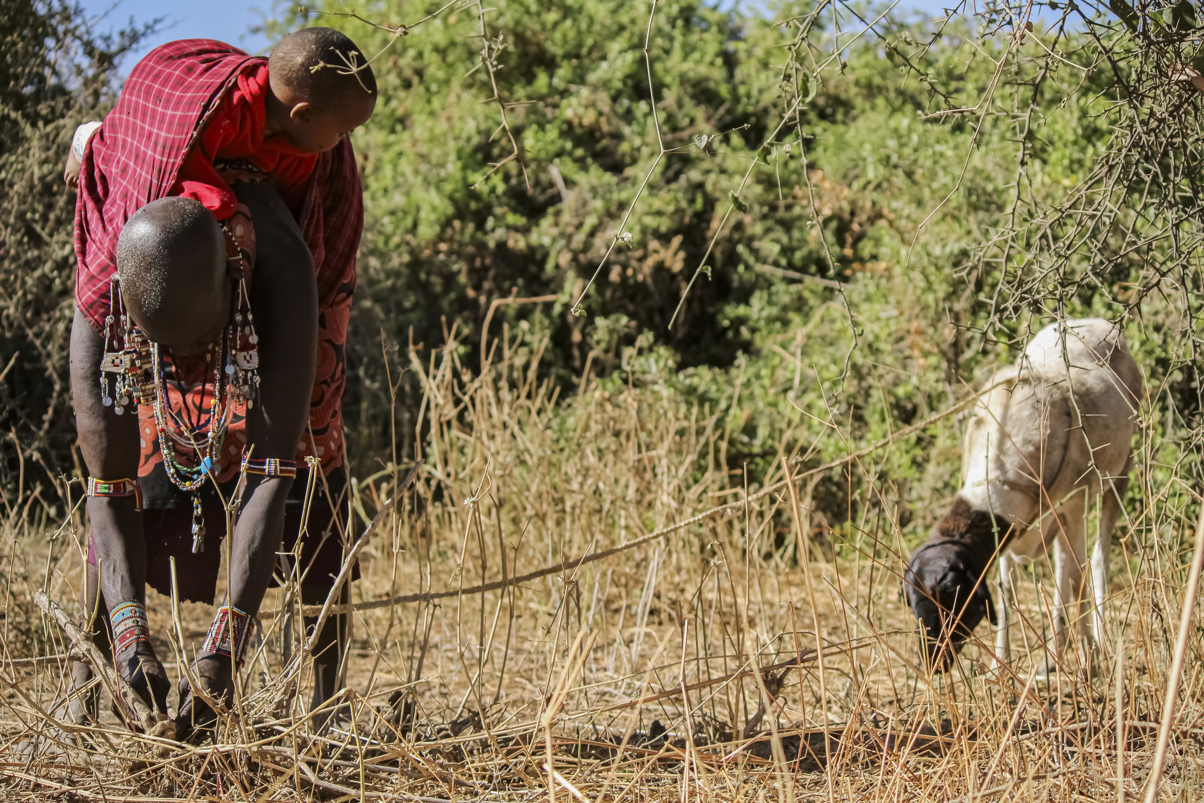 My mother in law Pilale Rikoiyan – A matriarch of Climate Resilience ...