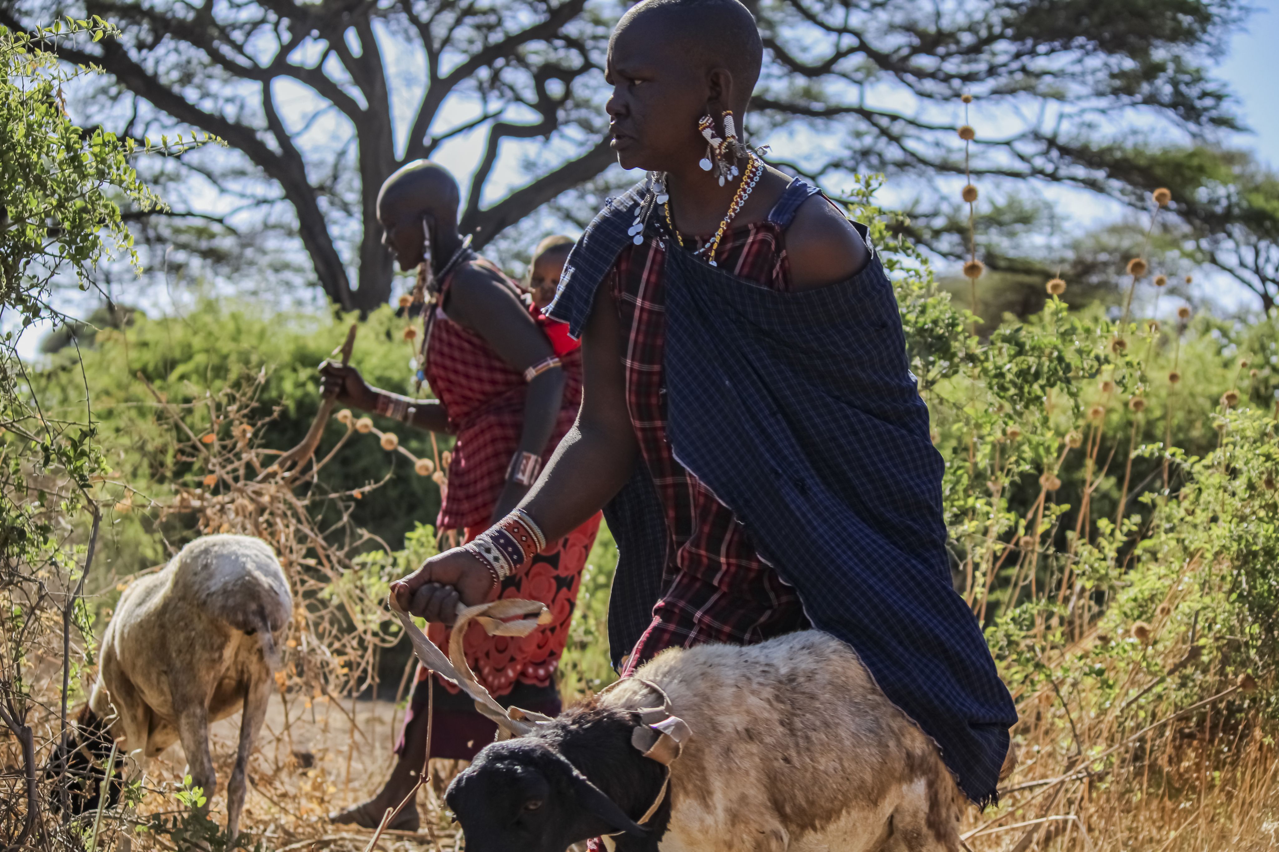 My mother in law Pilale Rikoiyan – A matriarch of Climate Resilience ...