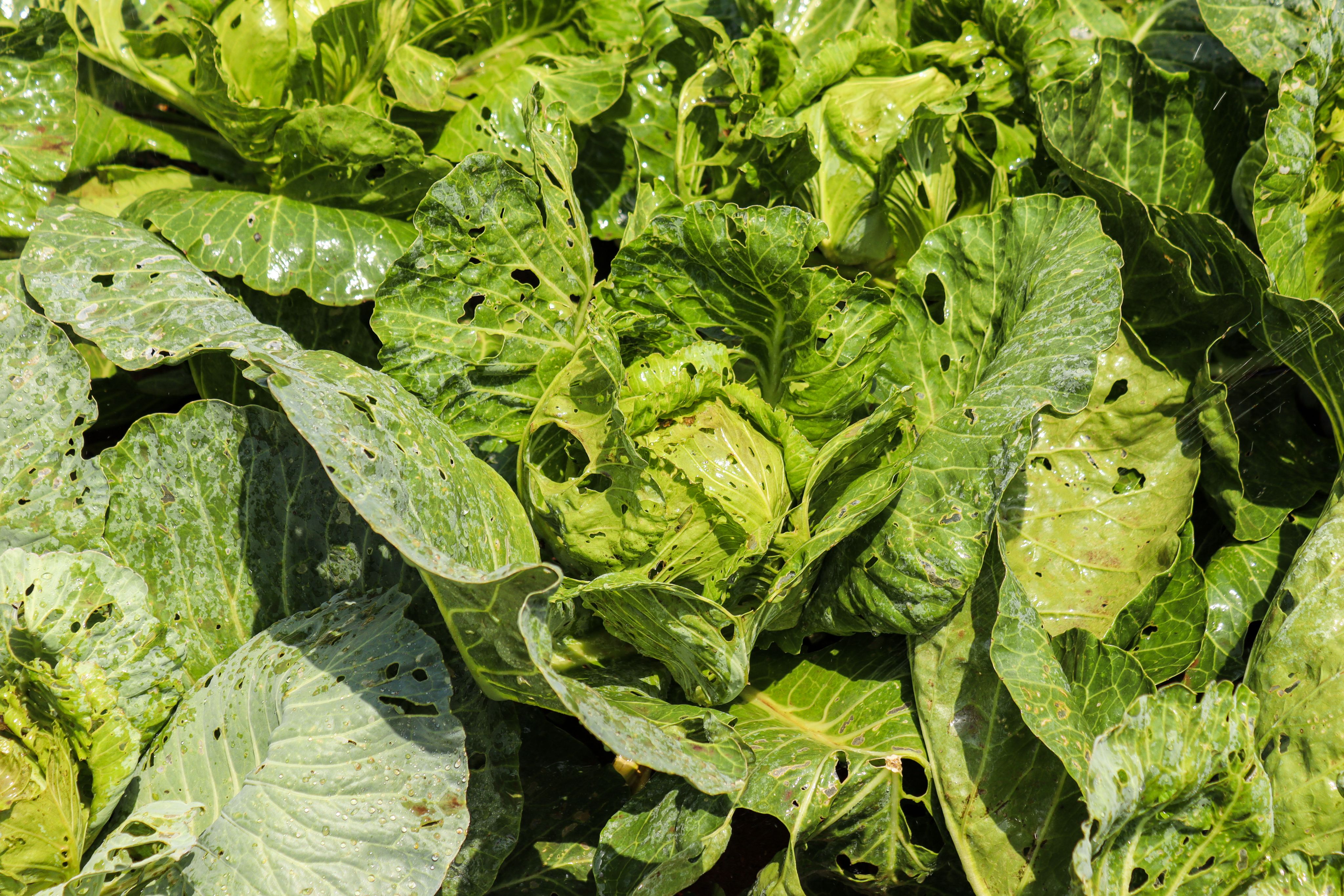 The changing face of urban farming in Accra Ghana - Lensational