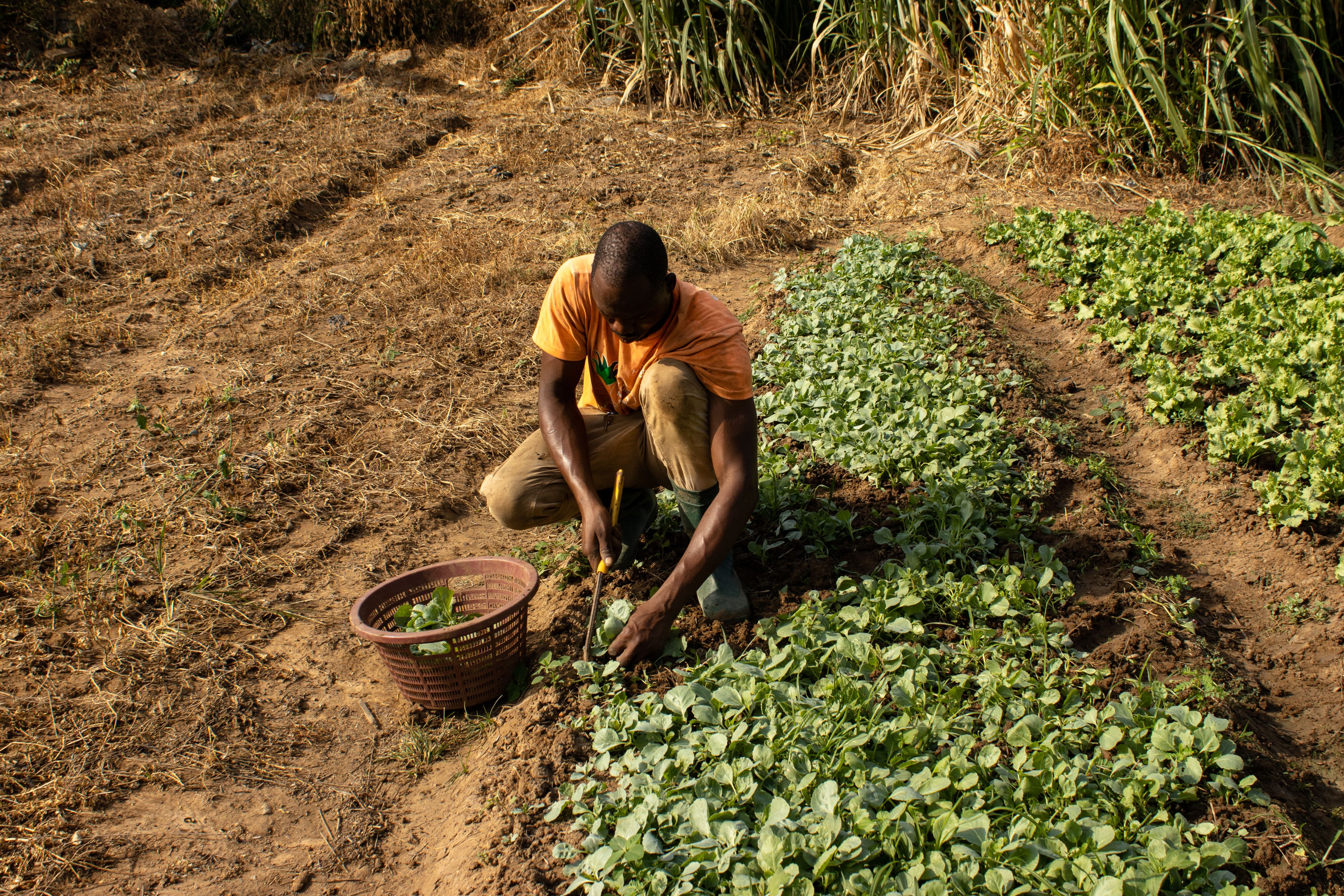 The changing face of urban farming in Accra Ghana - Lensational