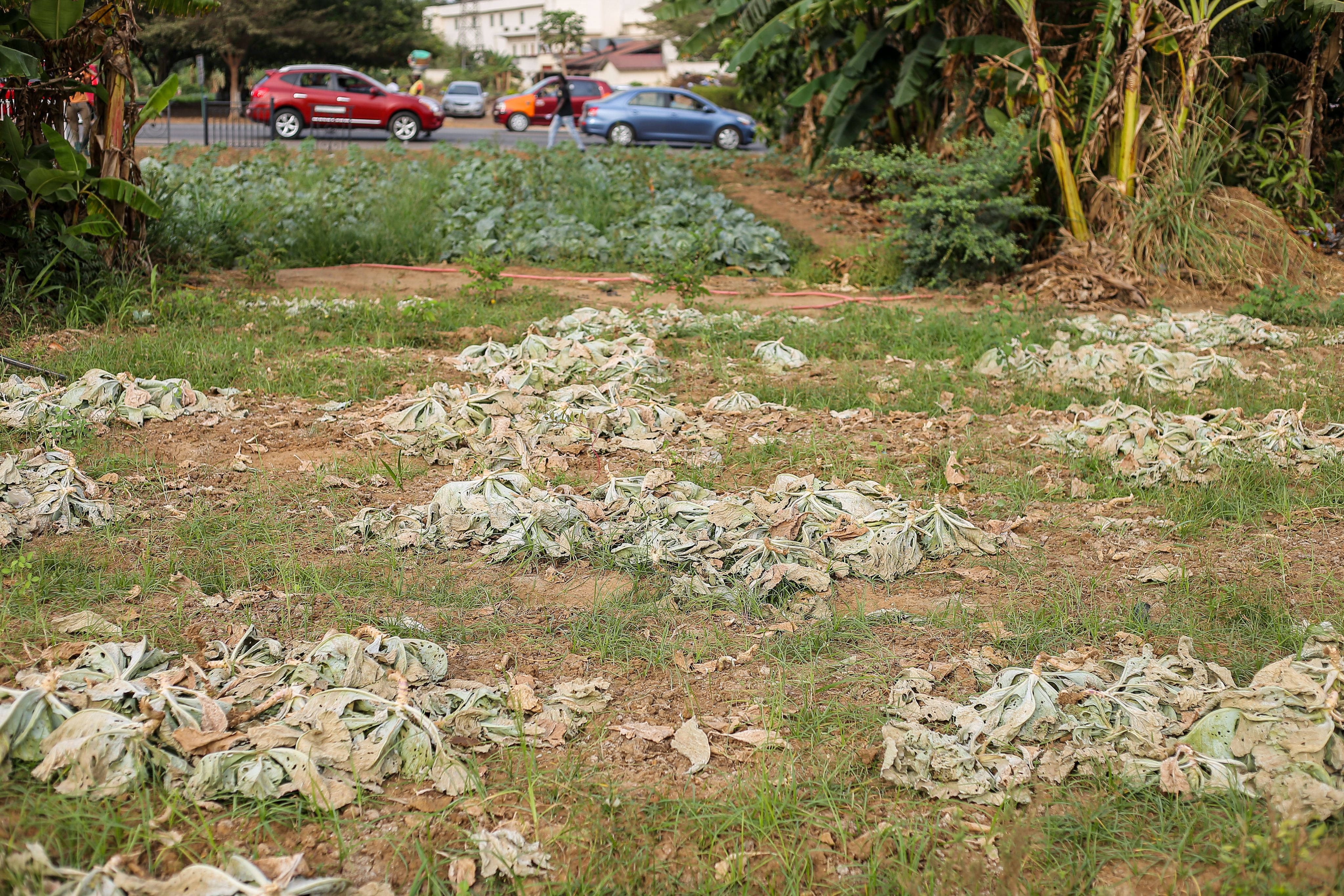The changing face of urban farming in Accra Ghana - Lensational