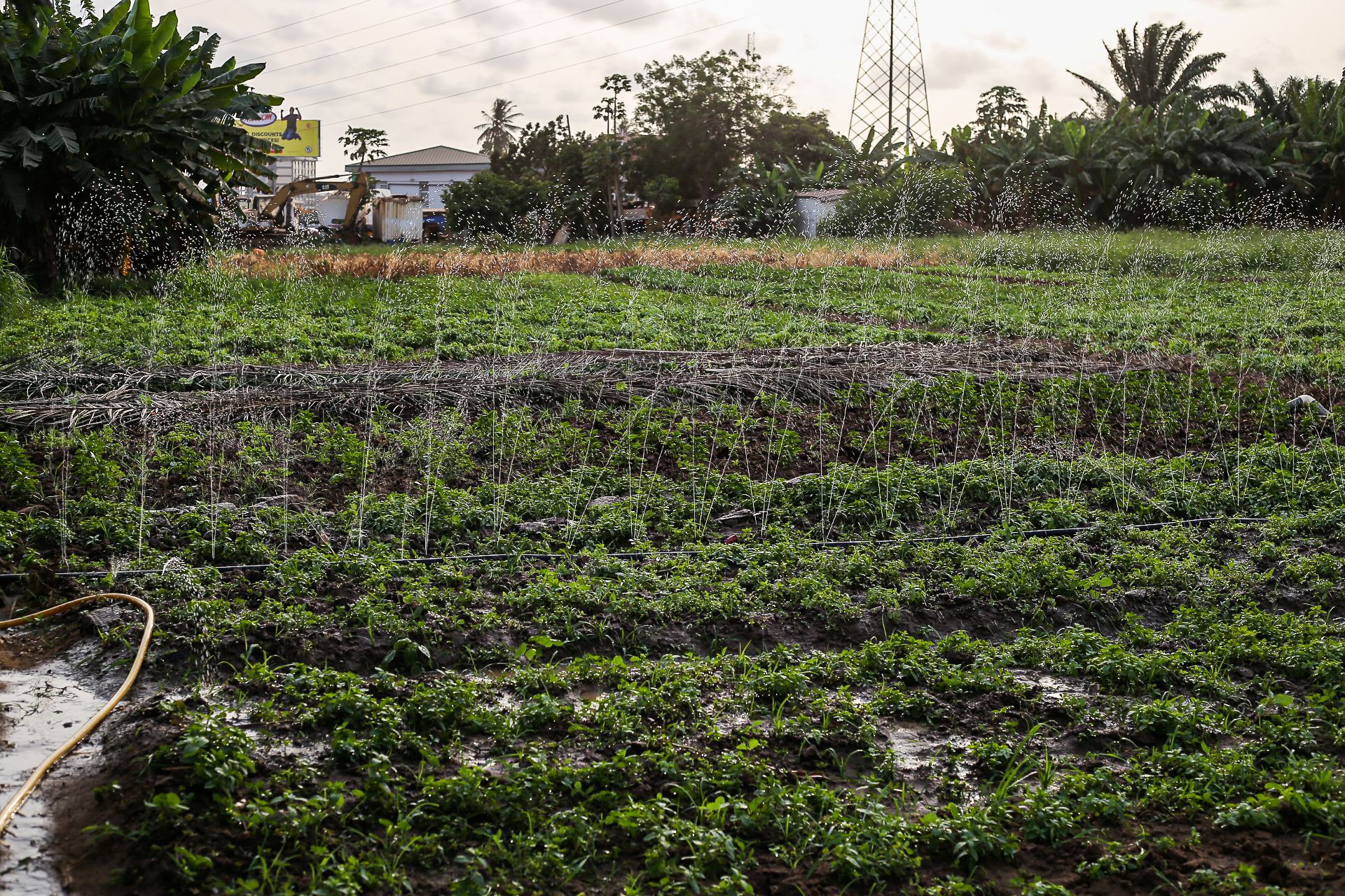 The changing face of urban farming in Accra Ghana – Lensational