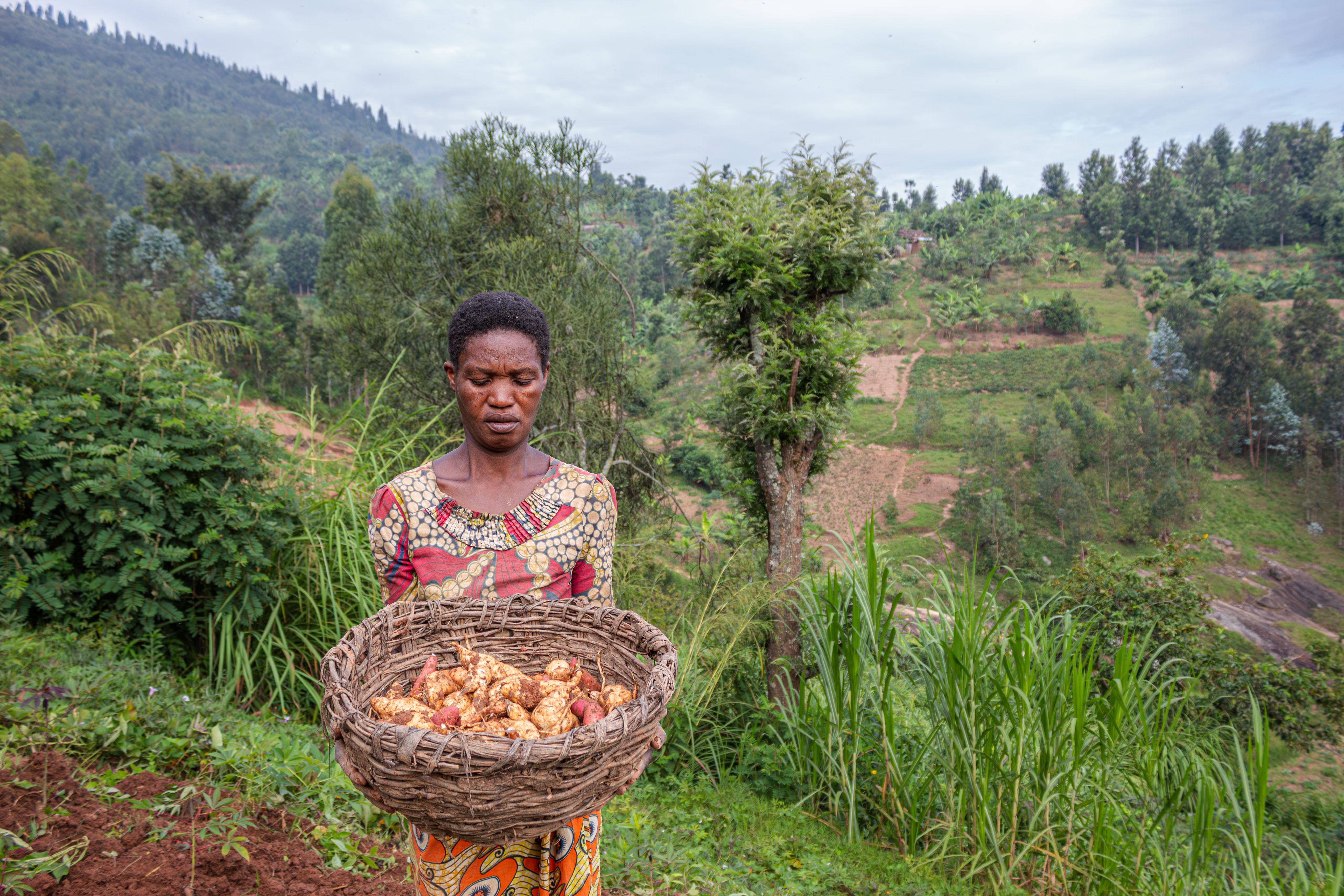 How a farming couple in Rwanda Nyamagabe is adapting to changing ...