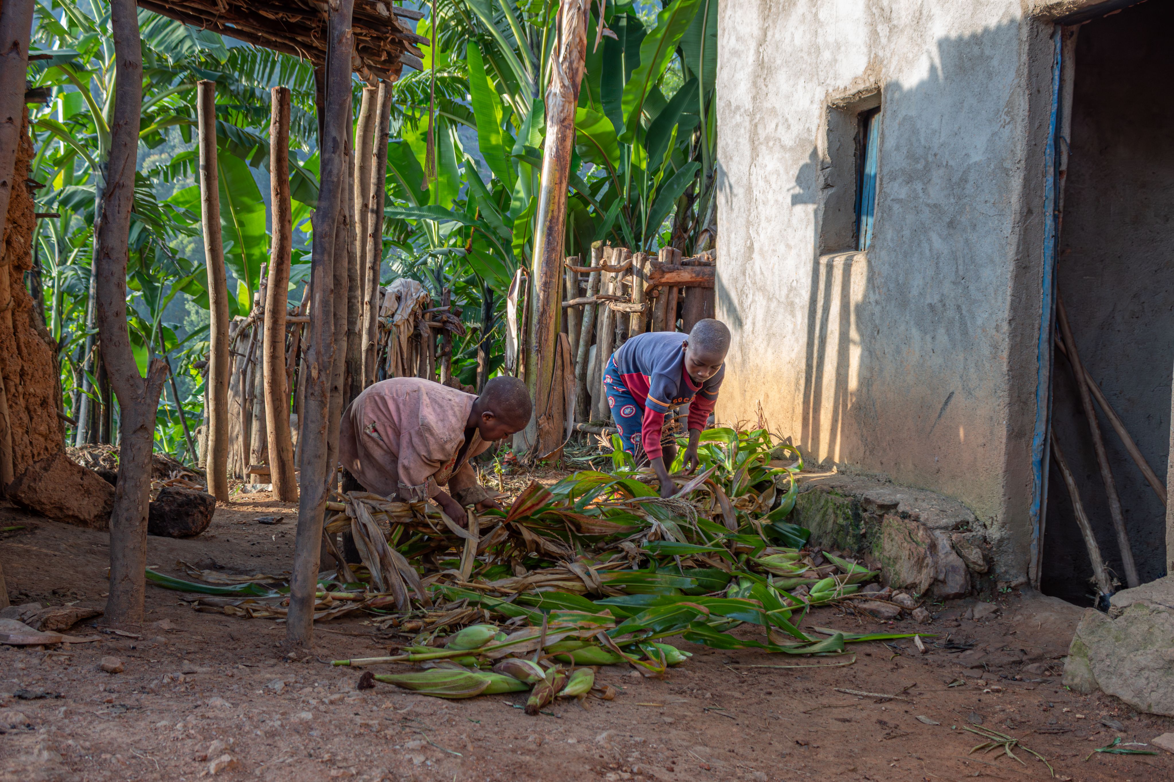 How a farming couple in Rwanda Nyamagabe is adapting to changing ...
